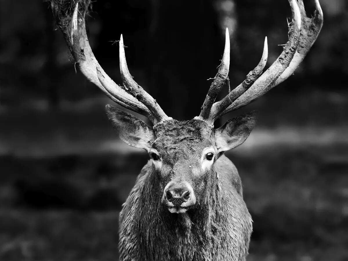 Kashmir: Hanguls, or the Kashmir stag, are on the brink of extinction ...