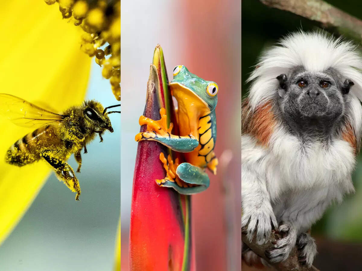 8 animals humans need to survive