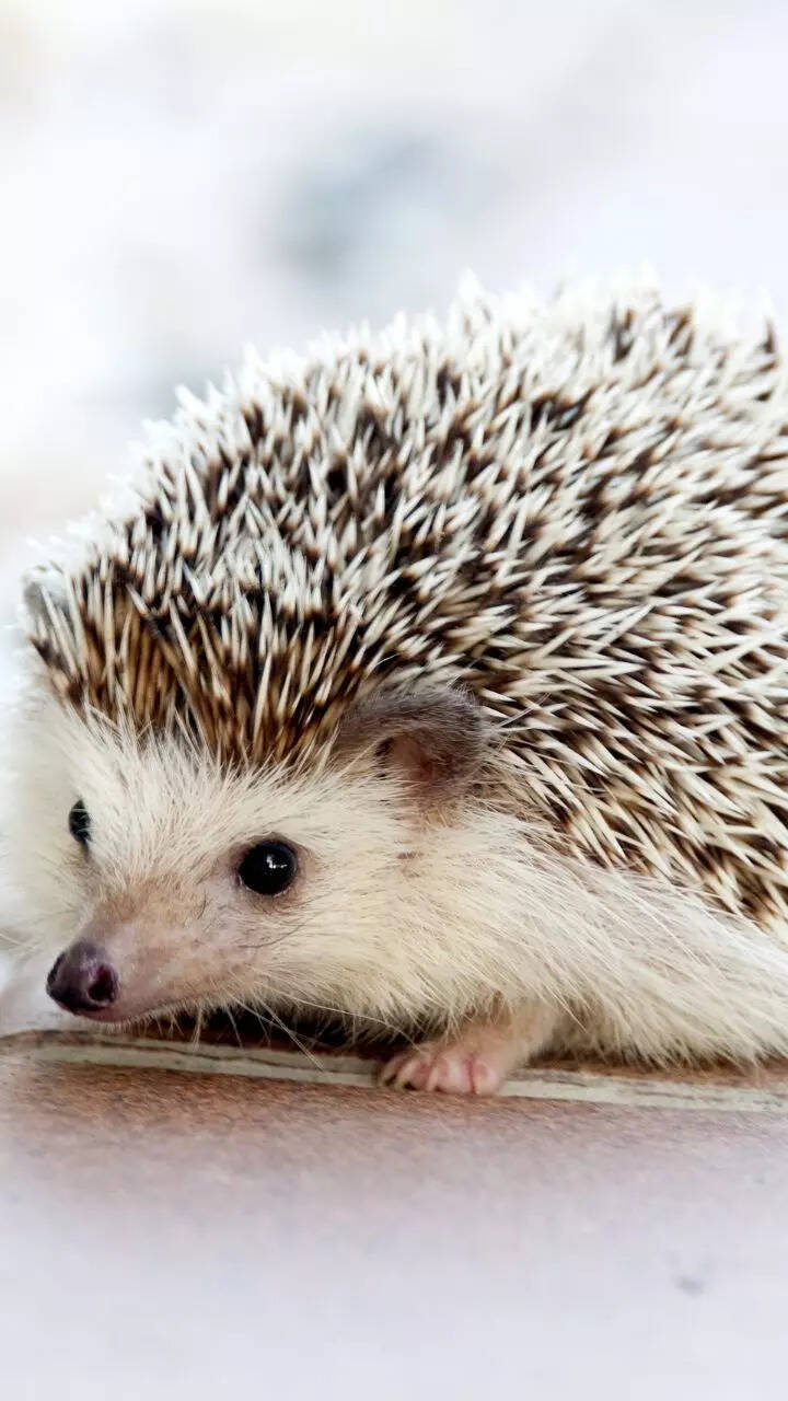 Cute Wild Animals 10 Of The Cutest Little Animals In The Wild | Times
