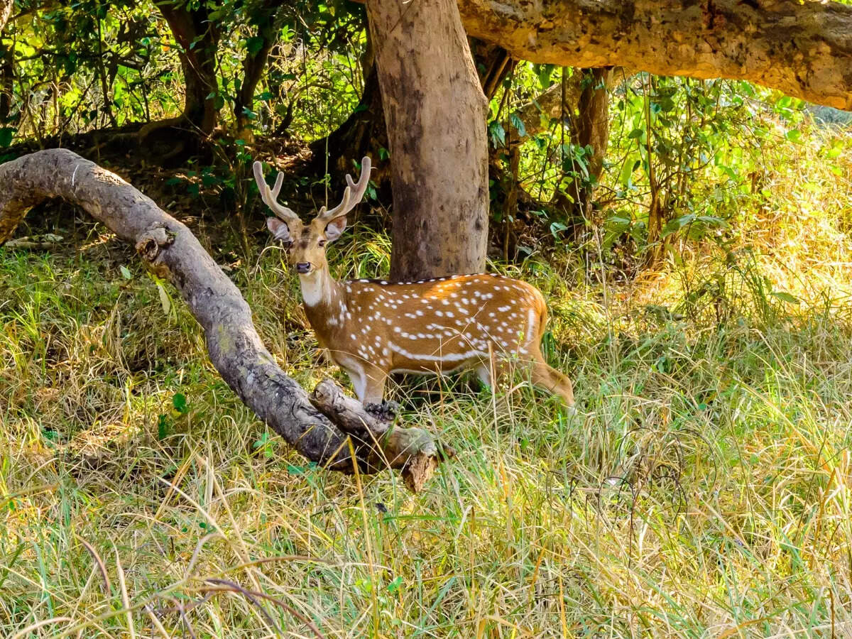 Uttarakhand: What makes Rajaji National Park a unique weekend getaway ...