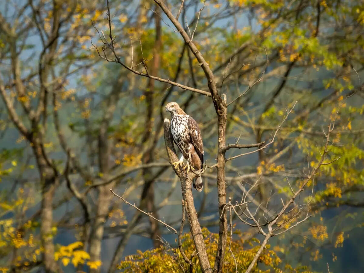 Uttarakhand: What makes Rajaji National Park a unique weekend getaway ...