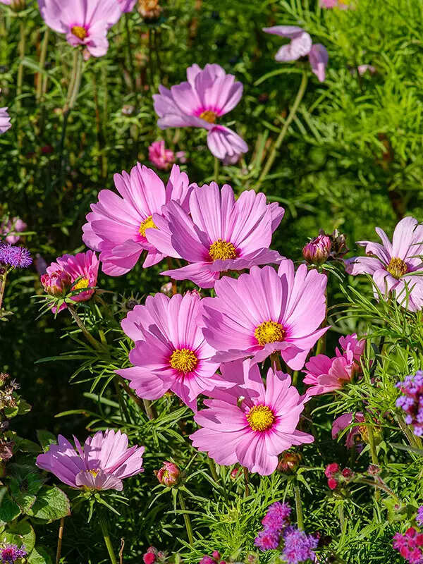 Stay blooming all summer: 10 low-maintenance flowers that thrive with ...
