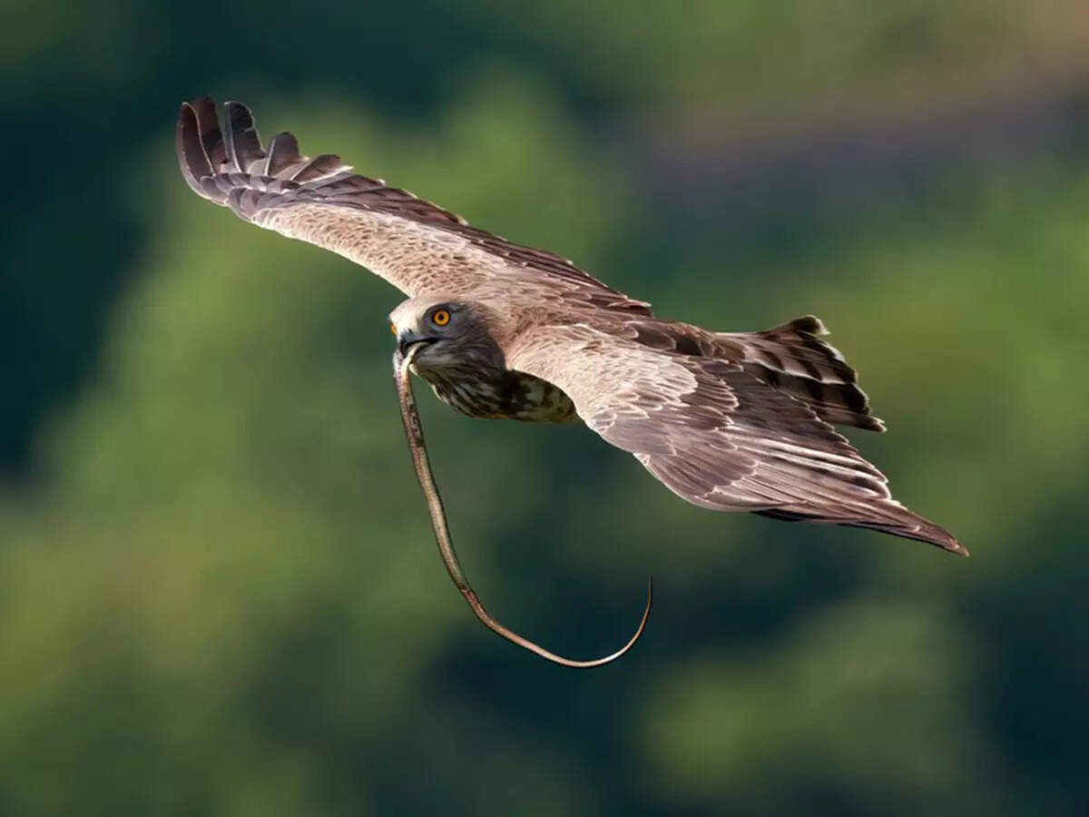 The Indian bird that eats a variety of snakes