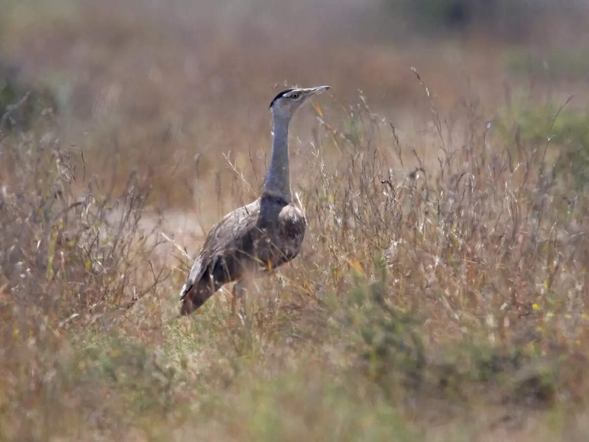 Great Indian Bustard India: Places to see the Great Indian Bustard that ...