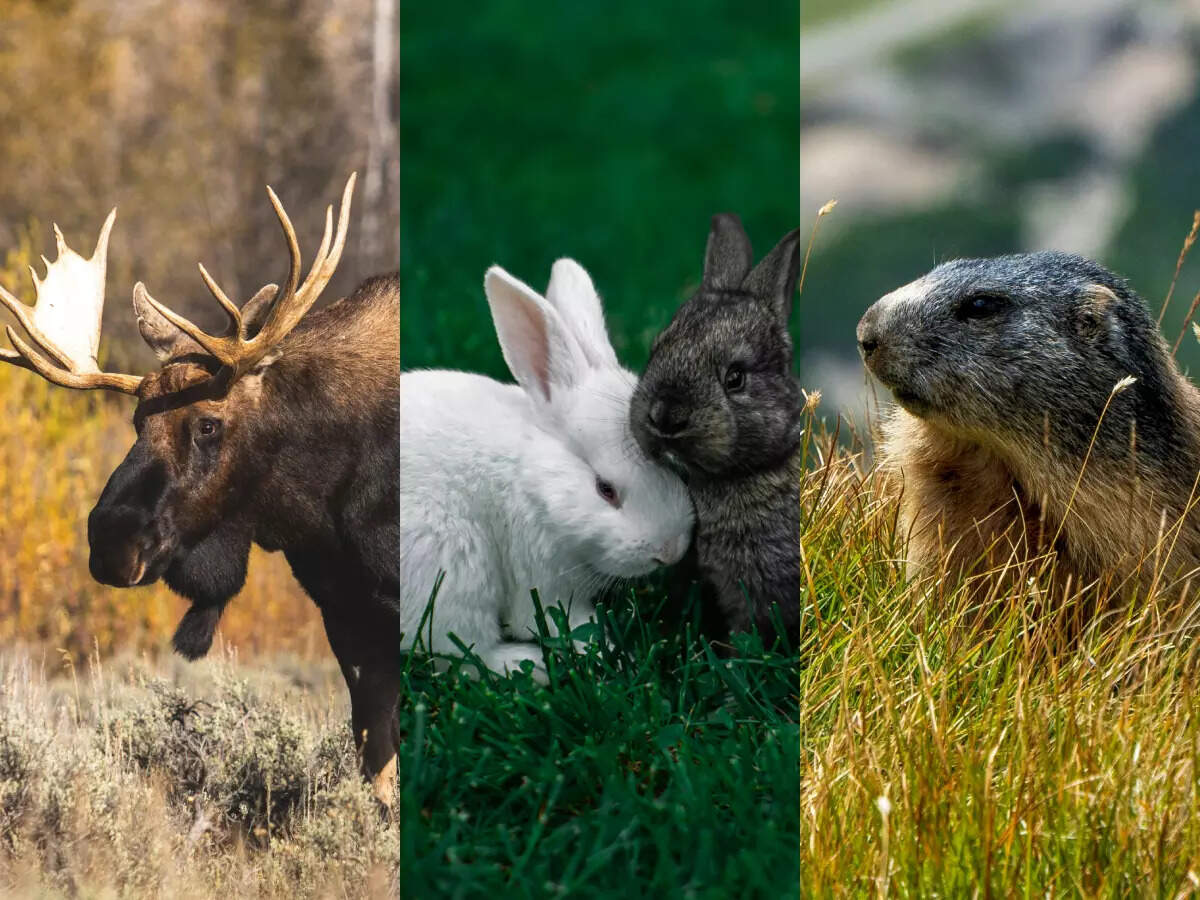 Animals that eat beautiful flowers to curb hunger