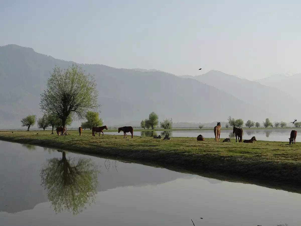 Wular Lake: Kashmir beyond Dal Lake: Exploring Wular Lake, India’s ...