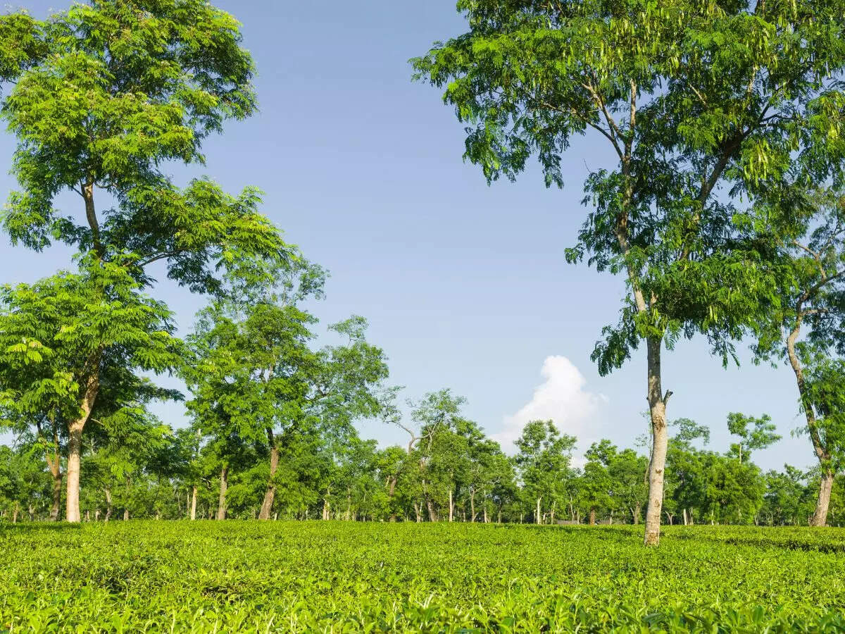 Exploring Jorhat in Assam: 5 gorgeous attractions to see, - Times of ...