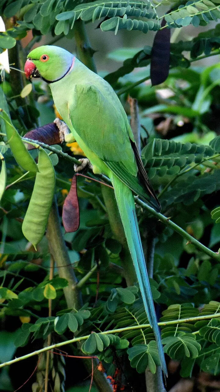 Green Birds Species New Zealand Bellbird