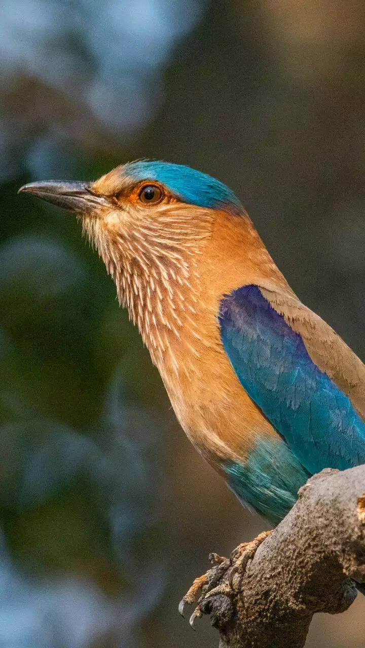 Beautiful Birds And Their Names 11 Most Beautiful And Colourful Birds