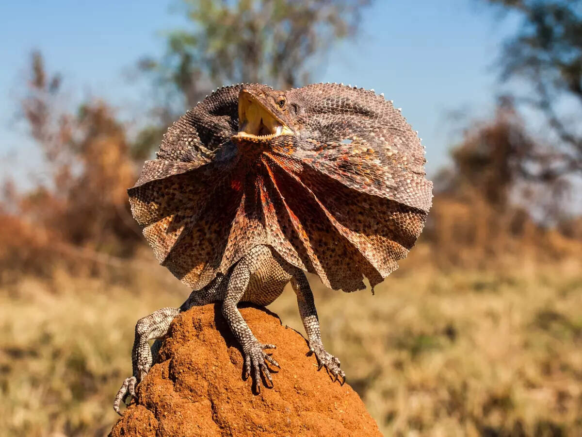 Top 10 biodiverse countries in the world; India on the list | Times of ...