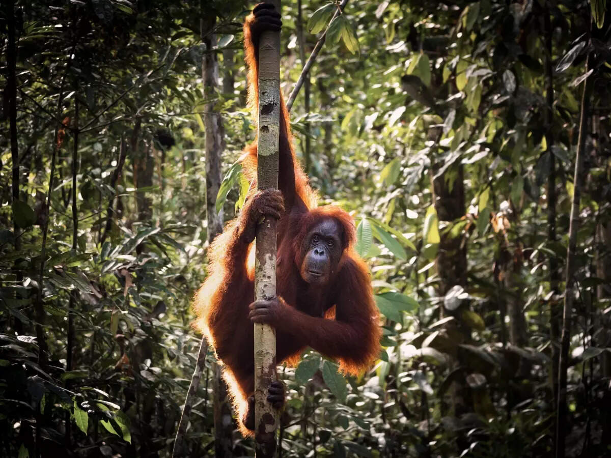 Top 10 biodiverse countries in the world; India on the list | Times of ...