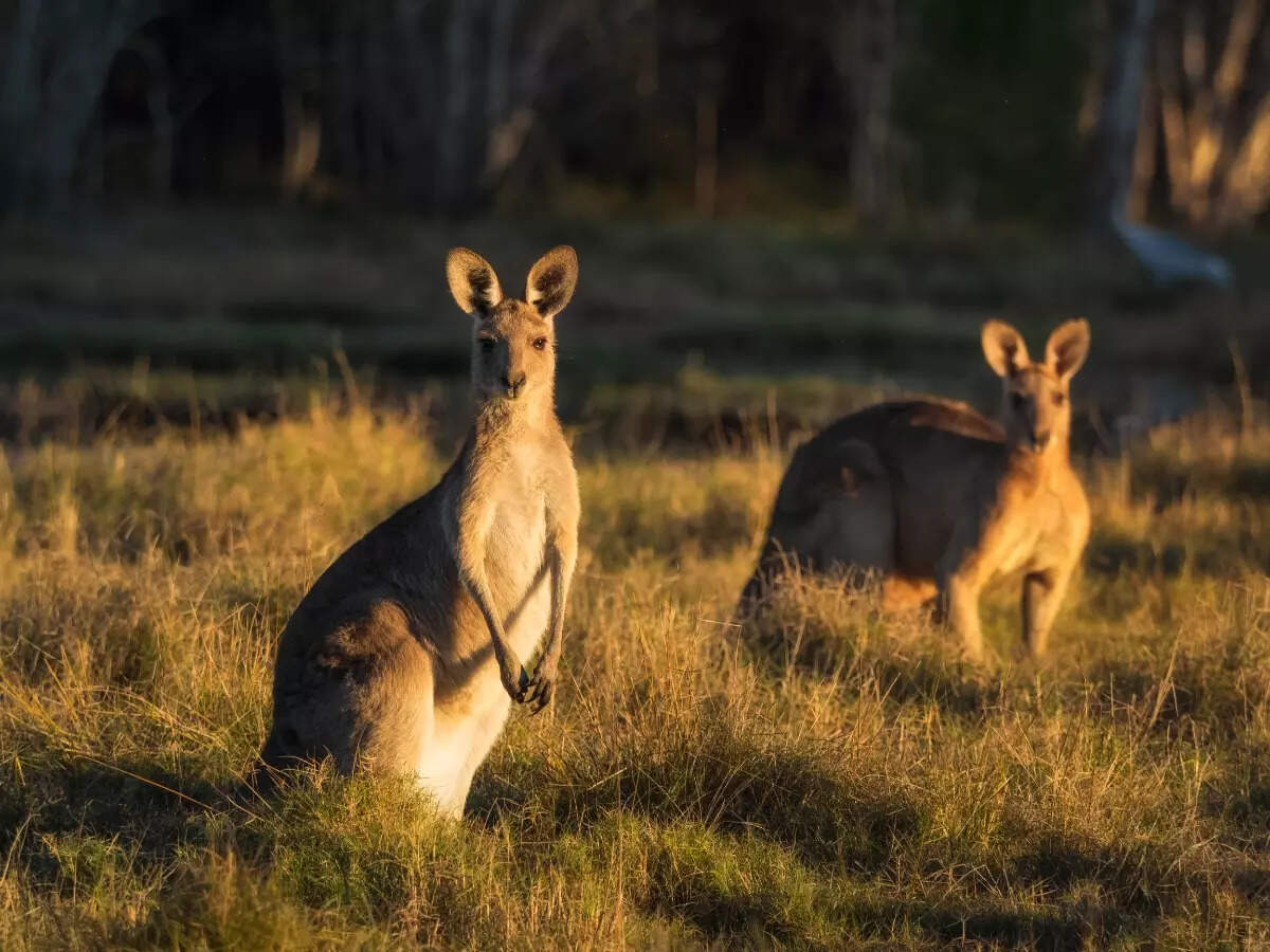 Top 10 biodiverse countries in the world; India on the list | Times of ...