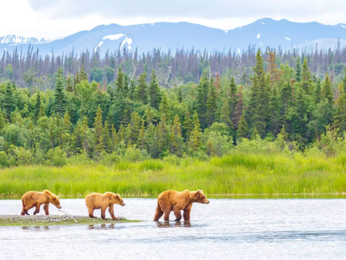 Top 10 biodiverse countries in the world; India on the list | Times of ...