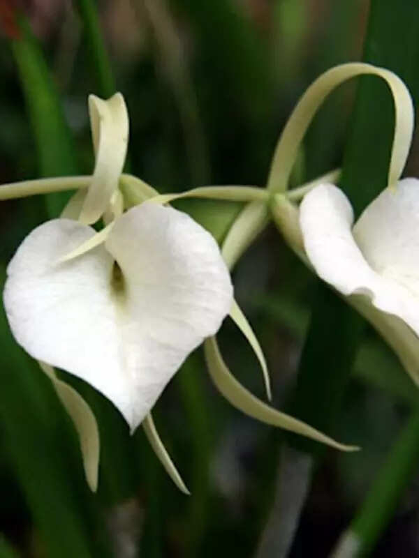 Embark on a sensory journey to explore the enchanting Aroma of fragrant ...