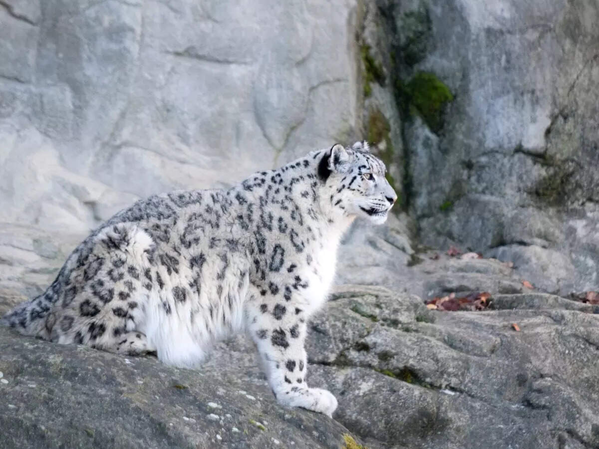 Ladakh: 5 reasons to visit Hemis National Park, India's largest ...