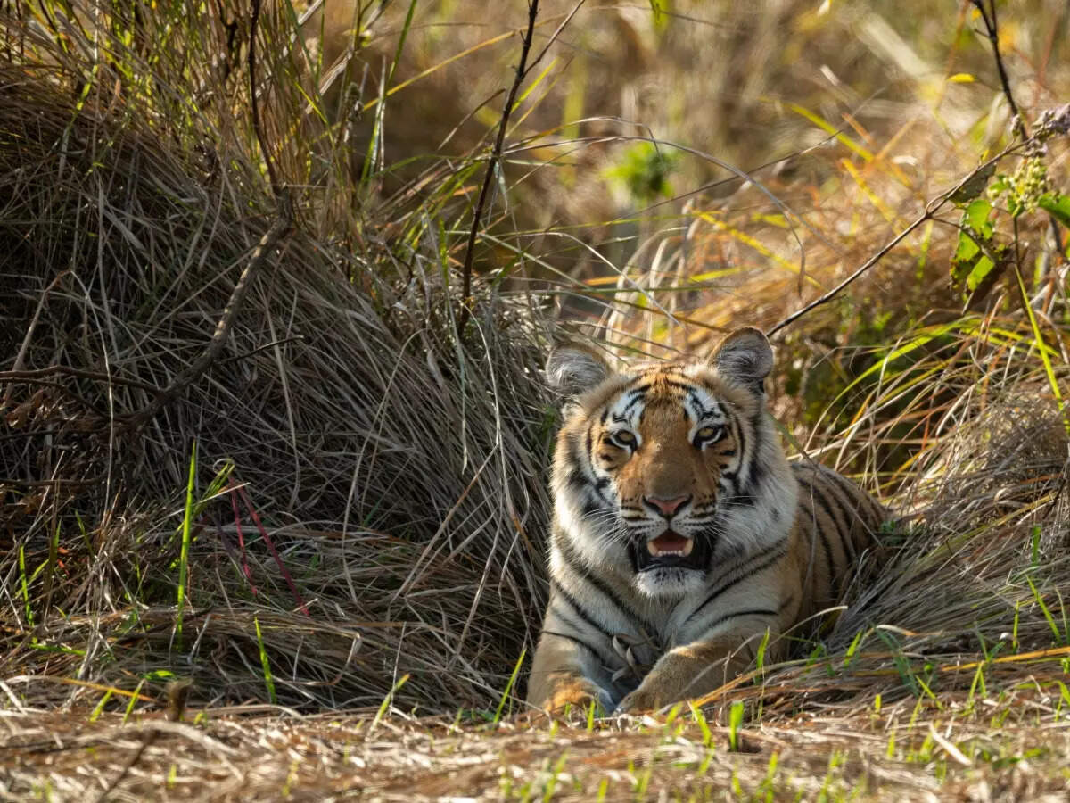 Jim Corbett National Park: The historical capital of the tiger kingdom ...