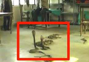 Man dumps snakes in Tehsil office