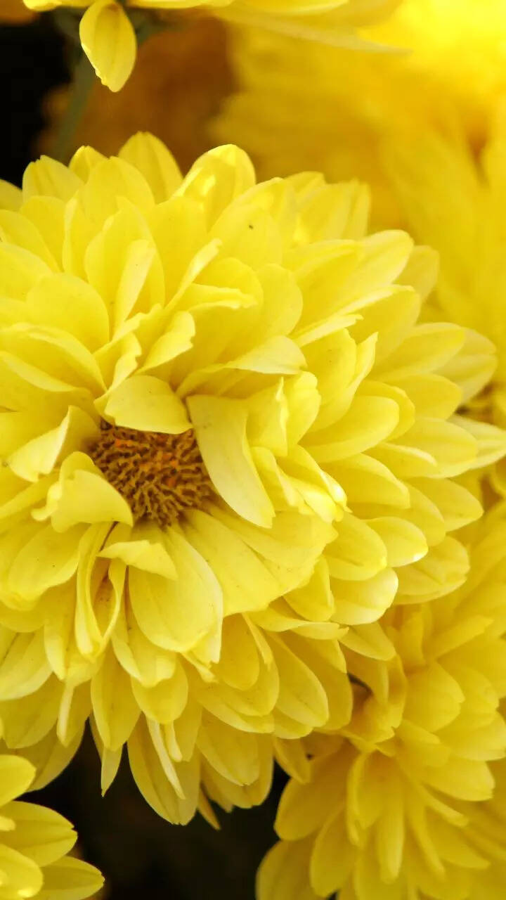 Beautiful Yellow Flowers 33 Types Of Yellow Flowers ProFlowers Blog