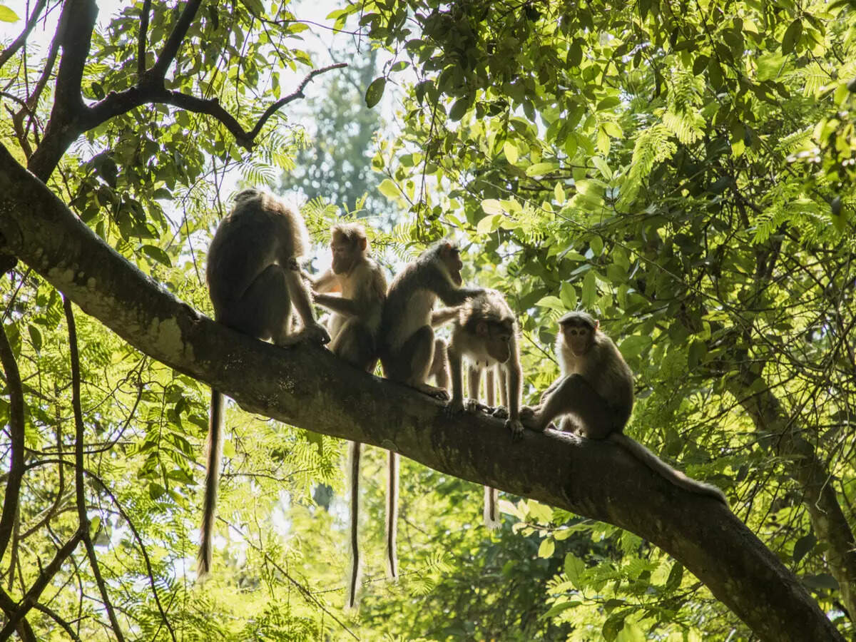 Betla National Park – Jharkhand's only national park, - Times of India ...