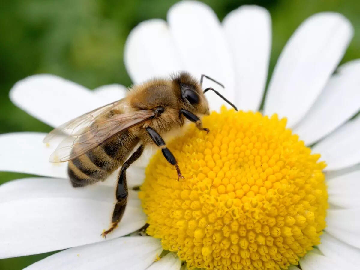 Earth Day 2024: 7 important species that can help save Earth