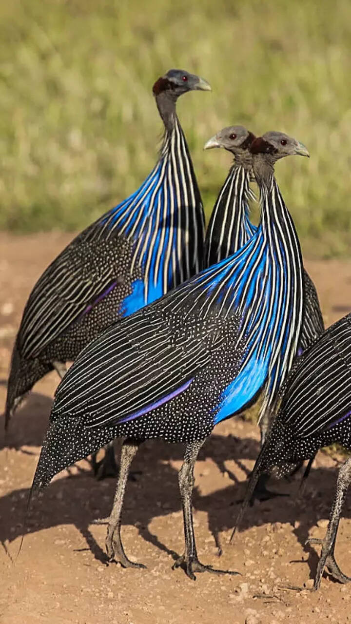 Rarest Bird On Earth Rare Birds Of The World WorldAtlas