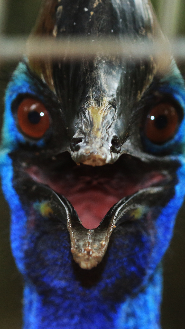 Most Terrifying Bird 15 Scariest Birds On Earth: The Weird, The Bad,