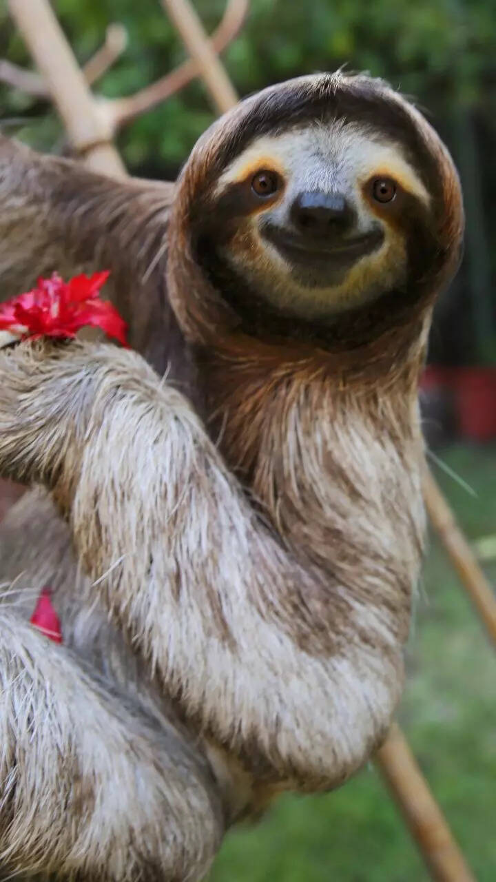 Lazy Animals 5 Best Dog Breeds For Lazy People And Slackers