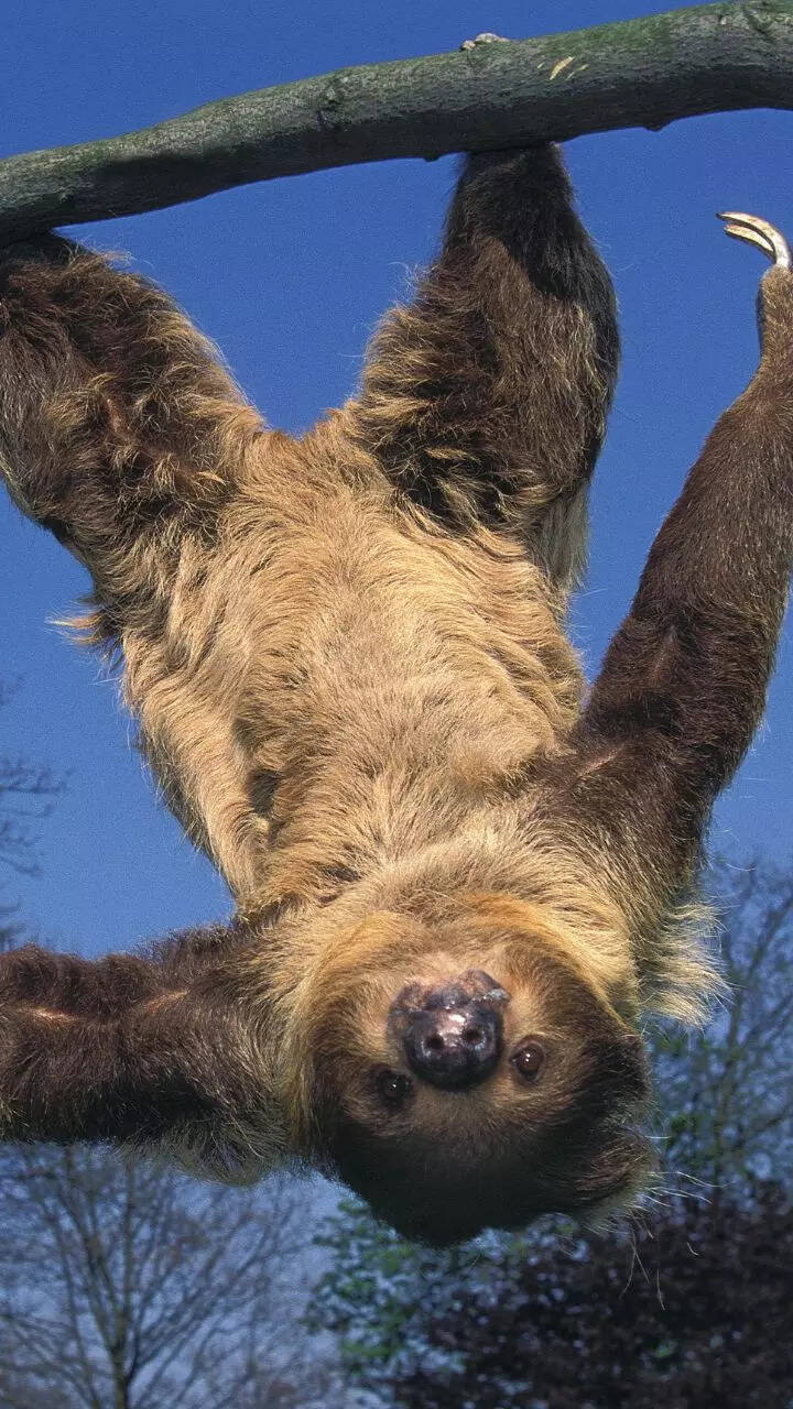 Lazy Animals Pictures Head Lazy Larry Welcomes You To The Wildlifer