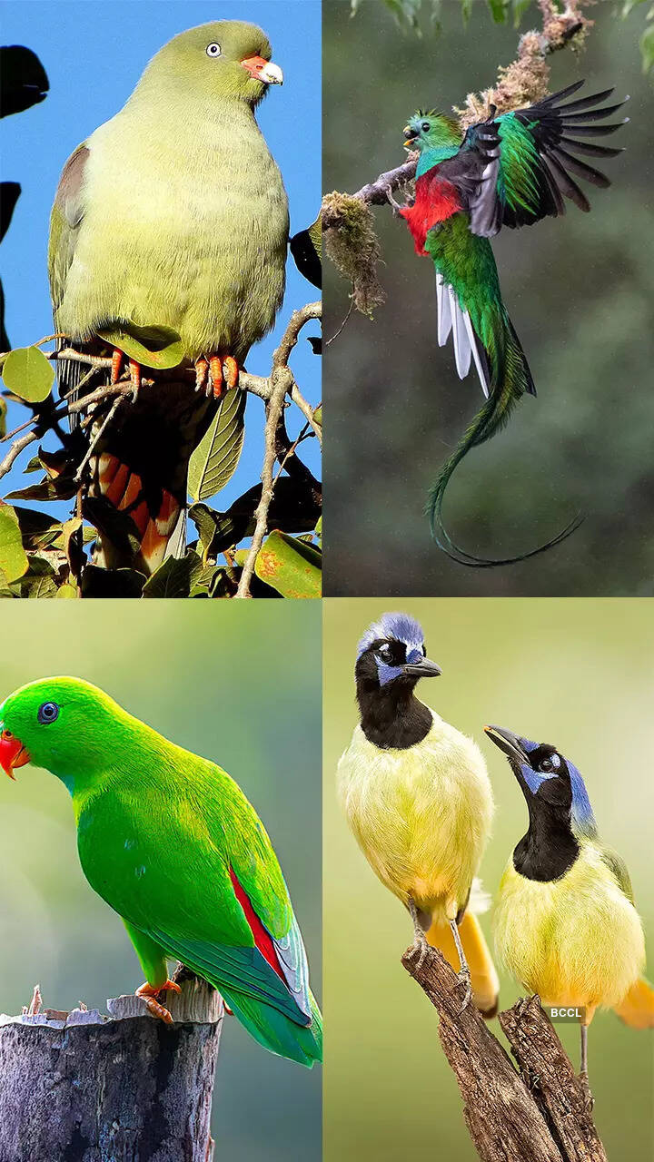 Green Birds Species New Zealand Bellbird
