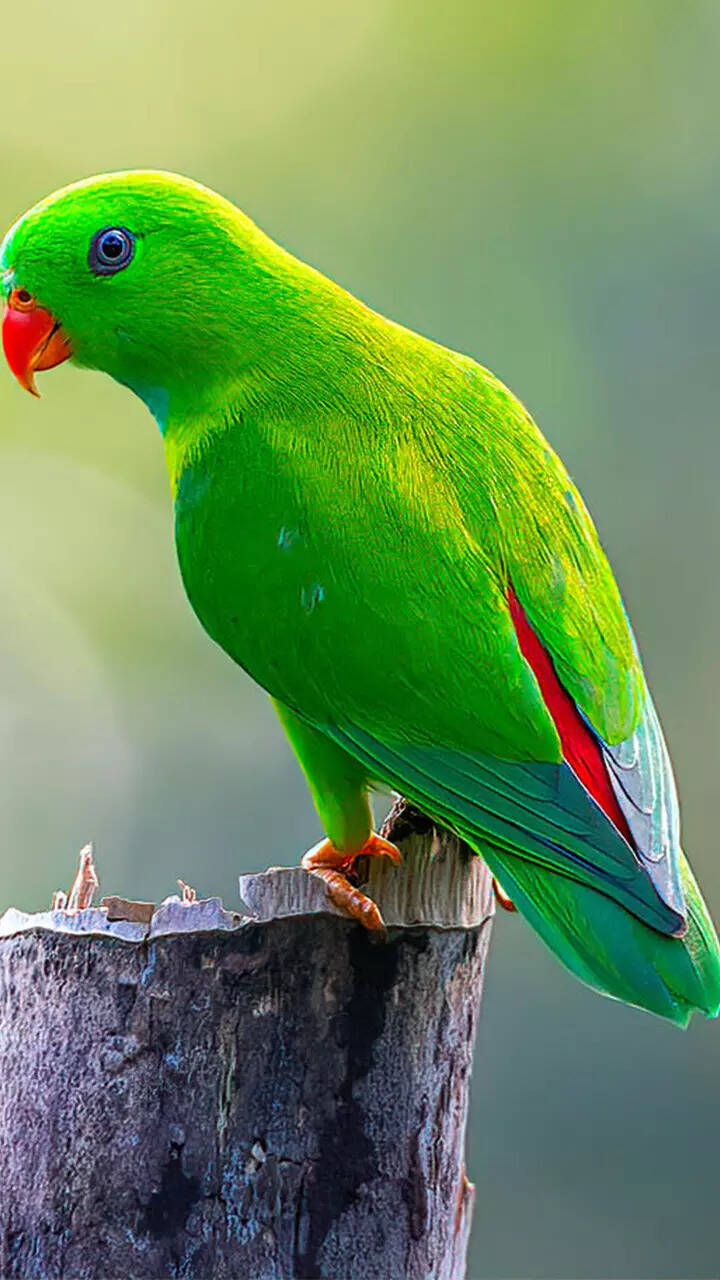 Green Birds Species New Zealand Bellbird