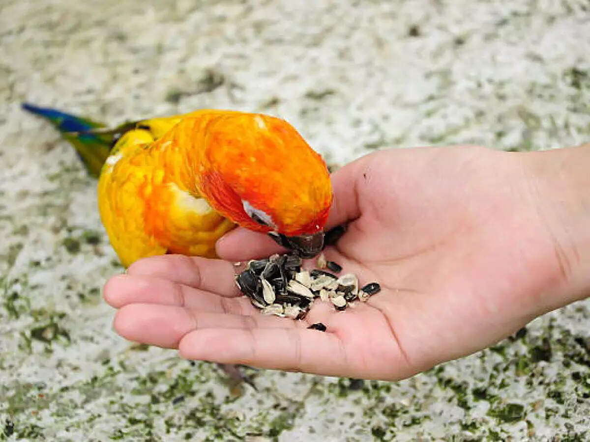 Tips to take care of pet birds in summers