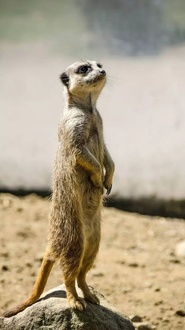 Two Legged Animals Bipedal Animals: Incredible Creatures That Walk On