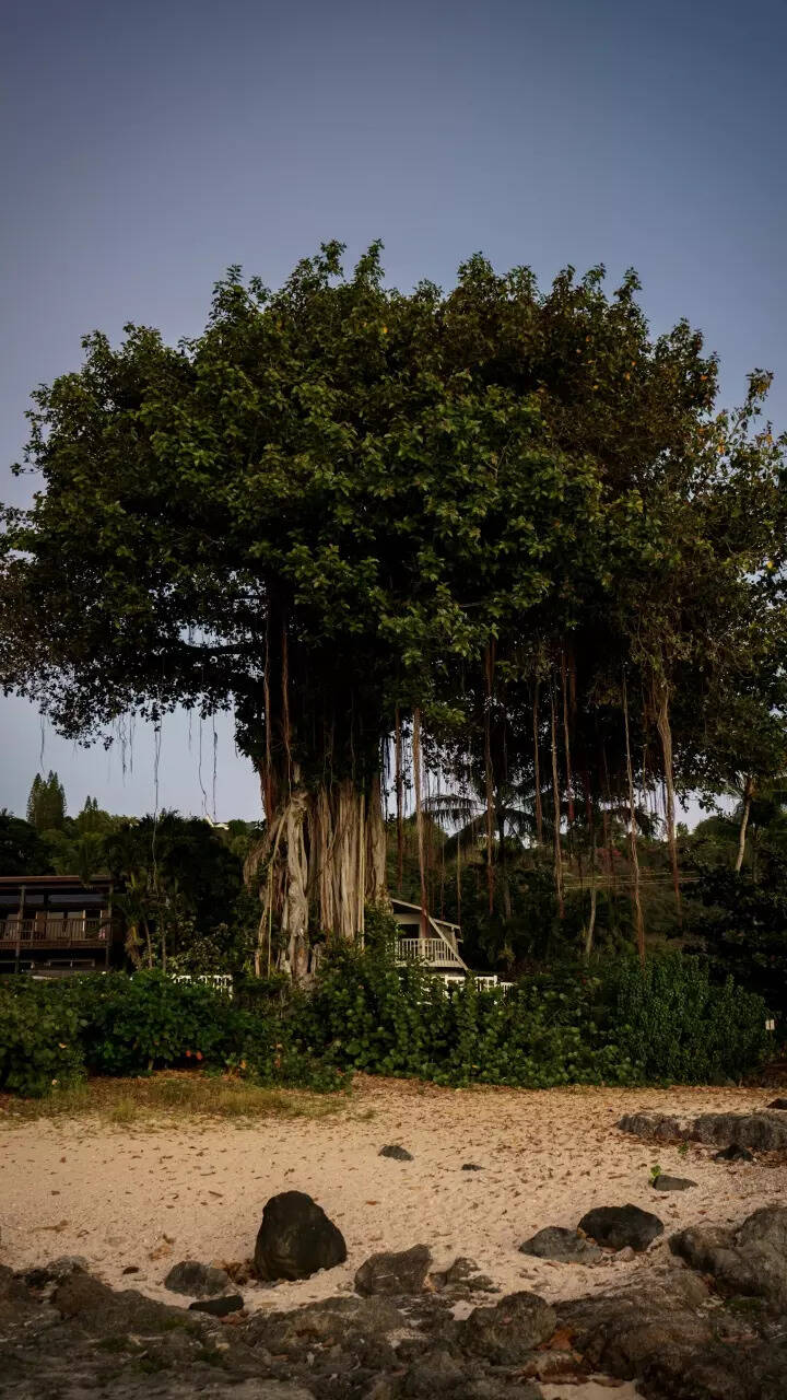 Names Of Indian Trees Top 20 Most Common Trees In India