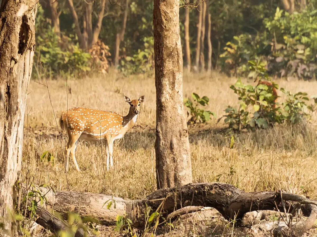 Maharashtra Pench Tiger Reserve: Rare leopard cat spotted in ...