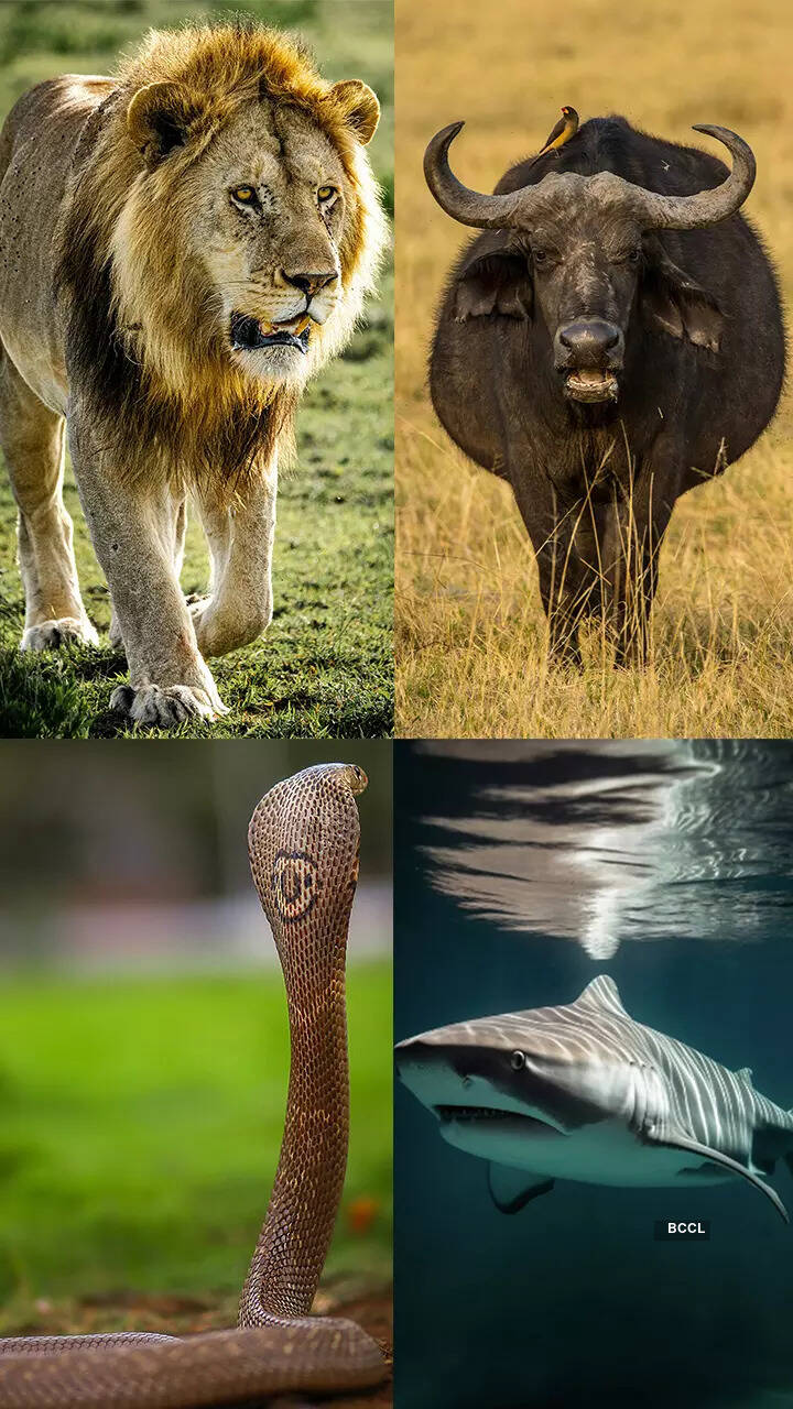 Top 10 Most Dangerous Animals In The World What Are The World's