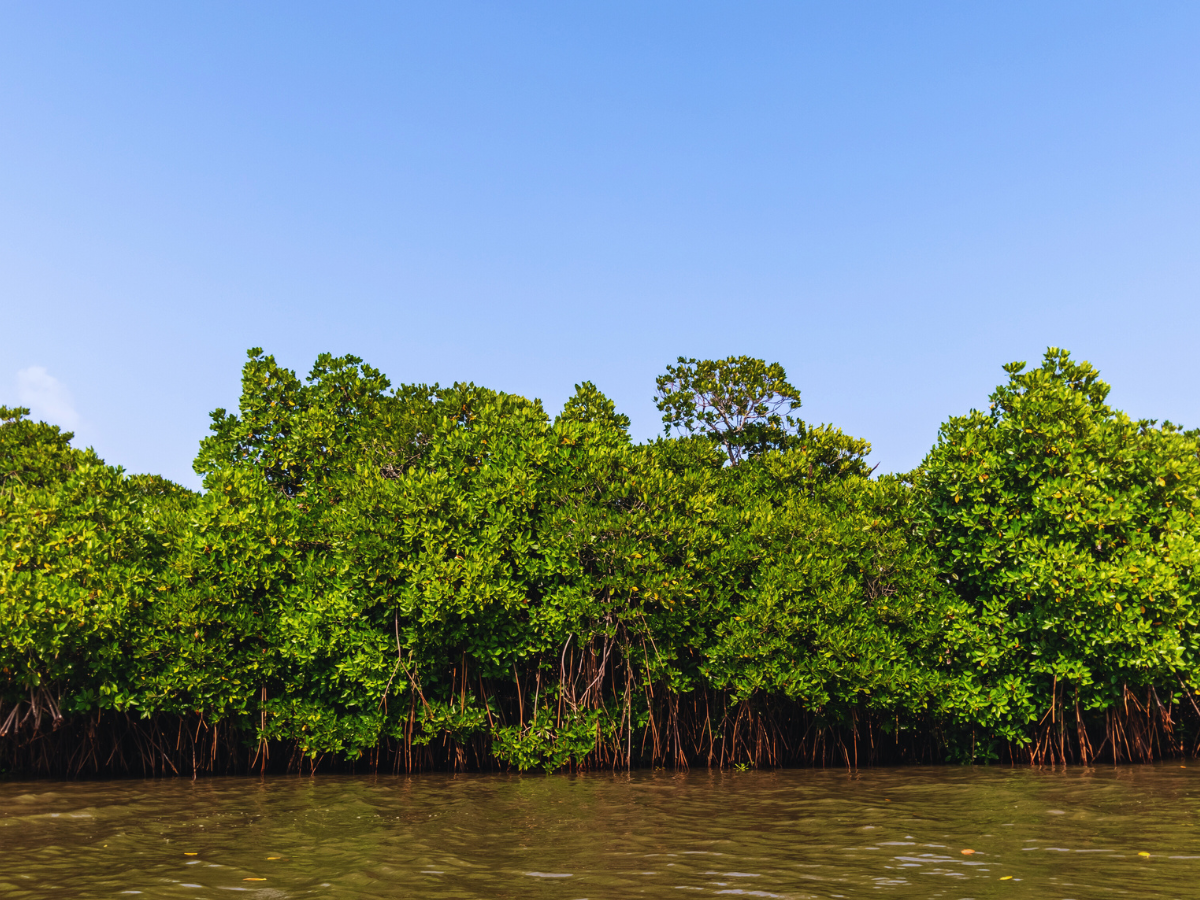 7 most beautiful forests in India | Times of India Travel