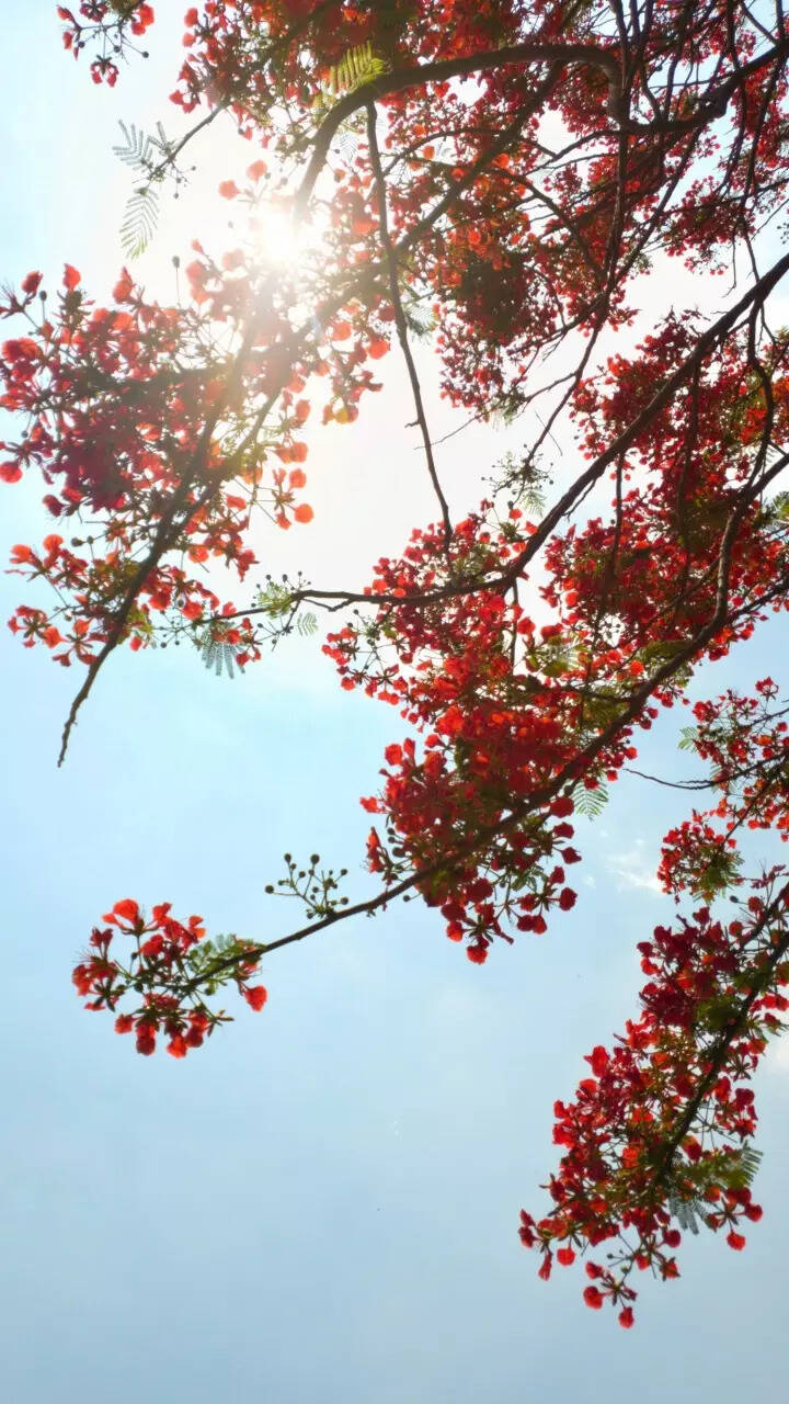 In Which Season Flowers Bloom In India In November - Infoupdate.org