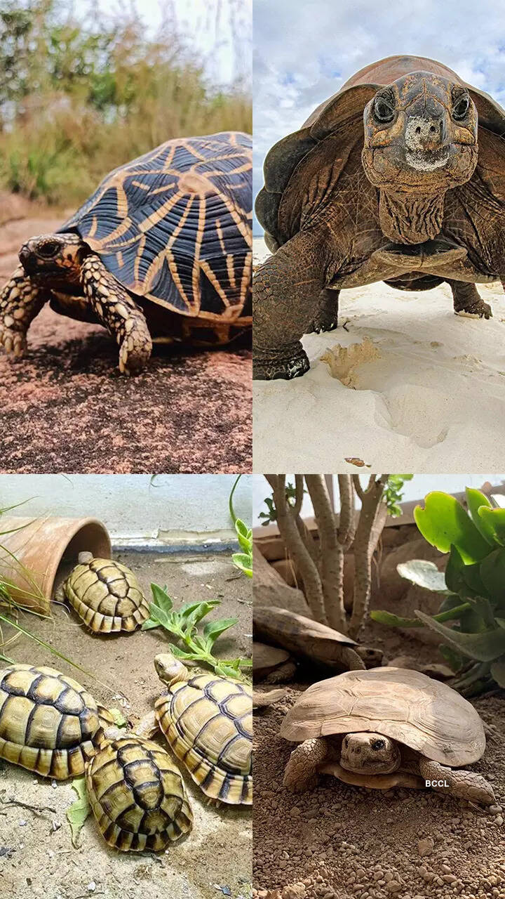 Indian Tortoise Types Turtle | Species, Classification, & Facts