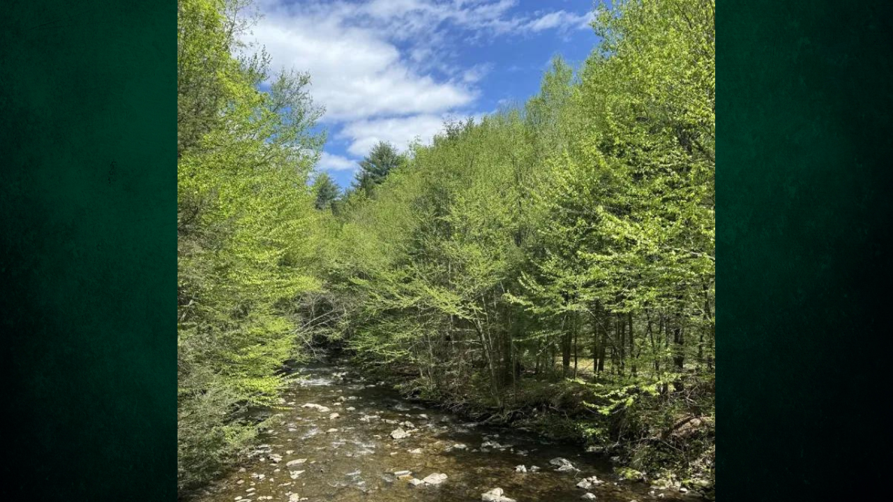 Brain teaser: Only a sharp mind can spot the eagle…