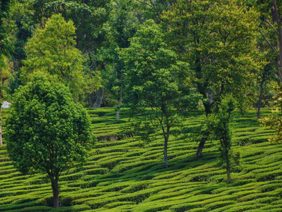 Andretta Village: Himachal’s historic artists’ colony perfect for this ...