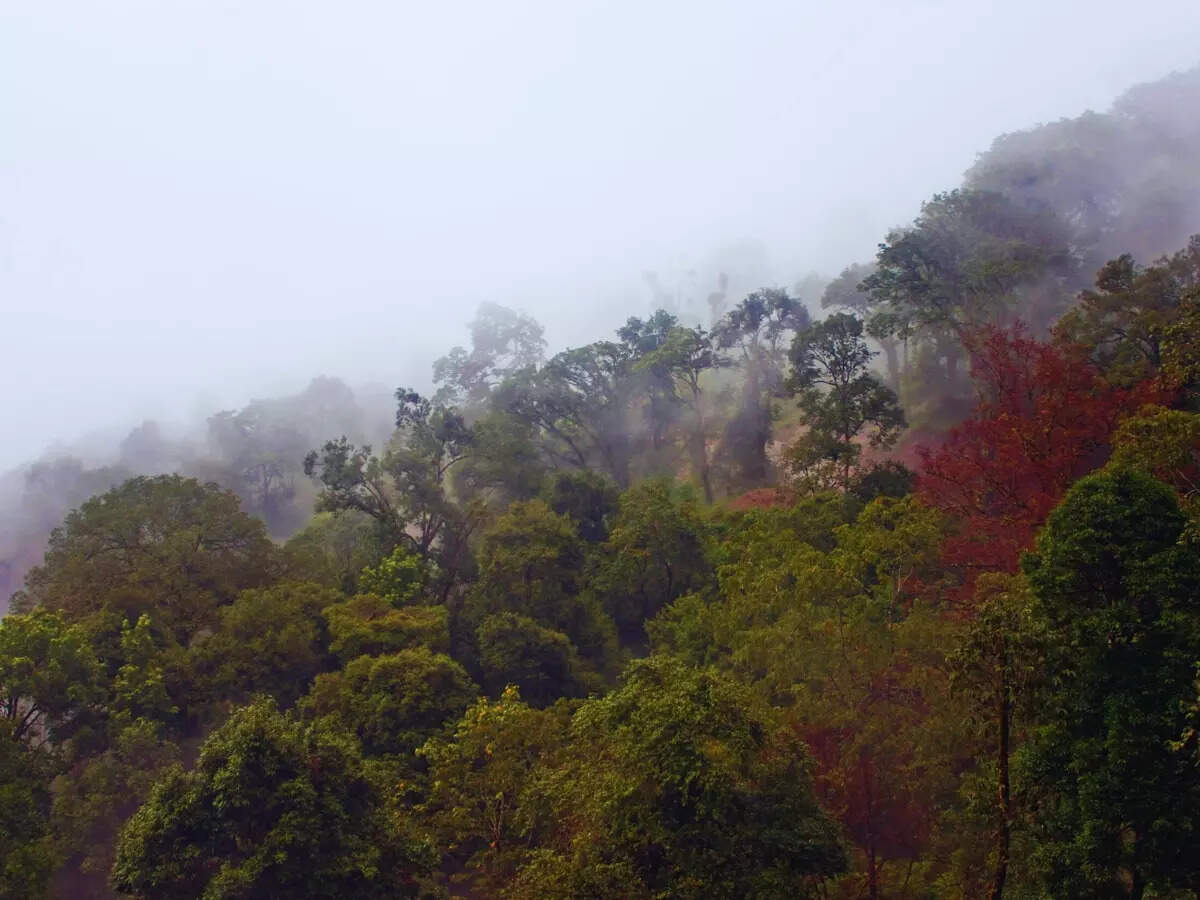 First ever royal Bengal tiger sighting in Sikkim's Yali forest | Times ...