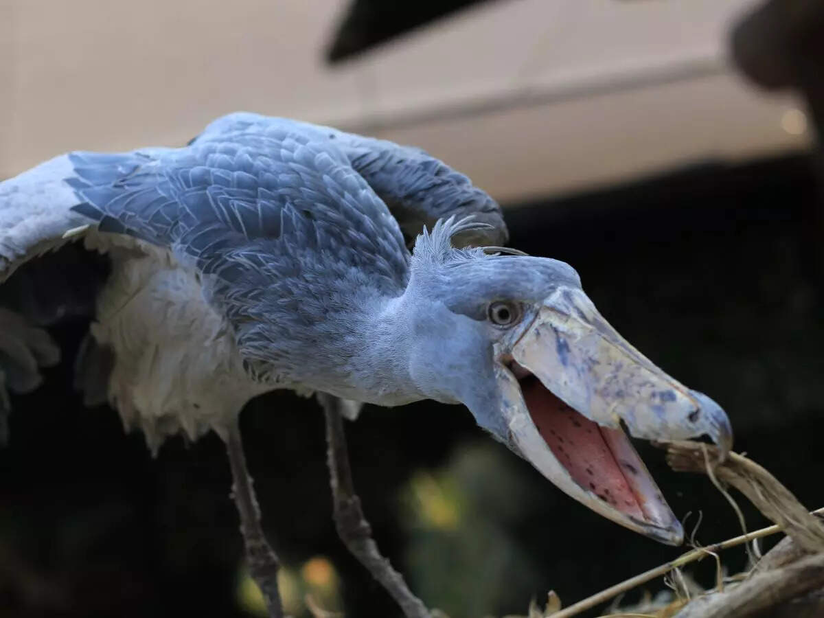 National Dinosaur Day: 7 birds that look like their dinosaur ancestors