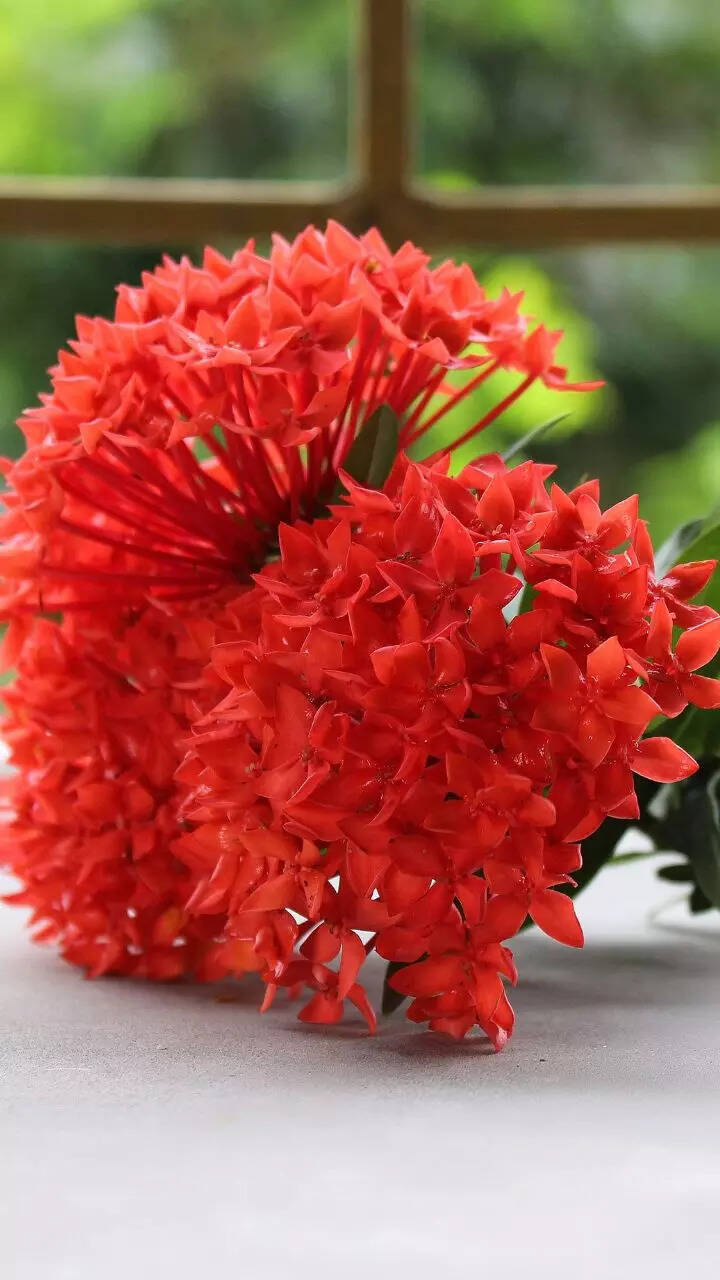 Red Flowers And Their Names 28 Varieties Of Red Flowers: Images & Info