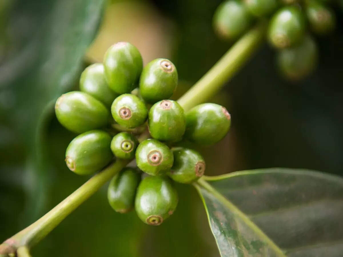 Lasoora: Why these high nutrition desi berries must be consumed in Summer