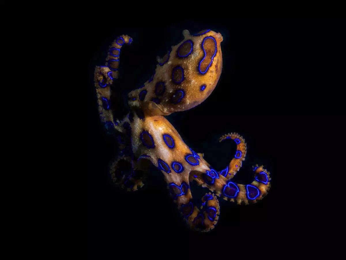 Octopus Beak Bite Blue Ringed Octopus Venom Causes Numbness, Vomiting,