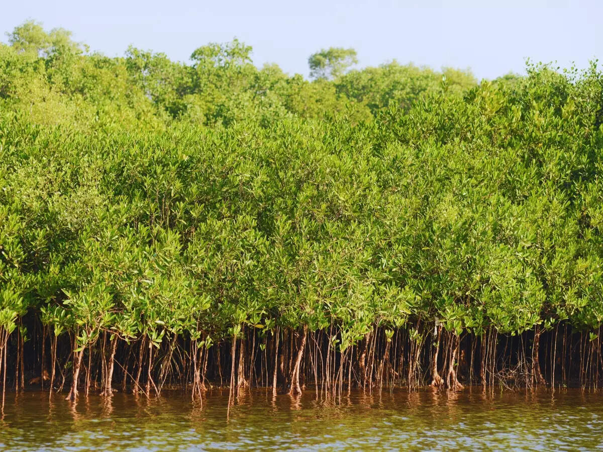 Mangroves Forest