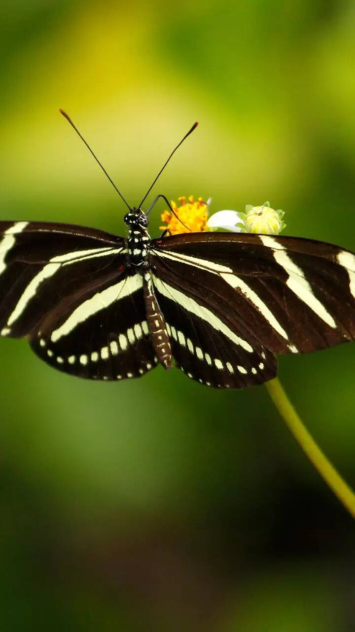 10 Most Beautiful Butterflies In The World