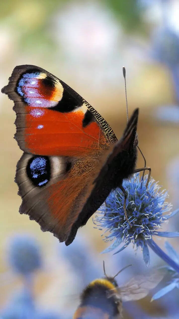 10 Most Beautiful Butterflies In The World