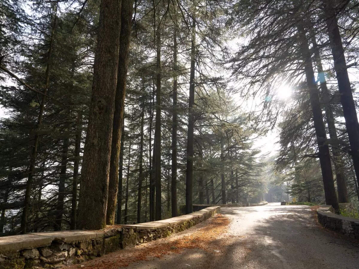 Chail: A perfect summer escape from Delhi, - Times of India Travel