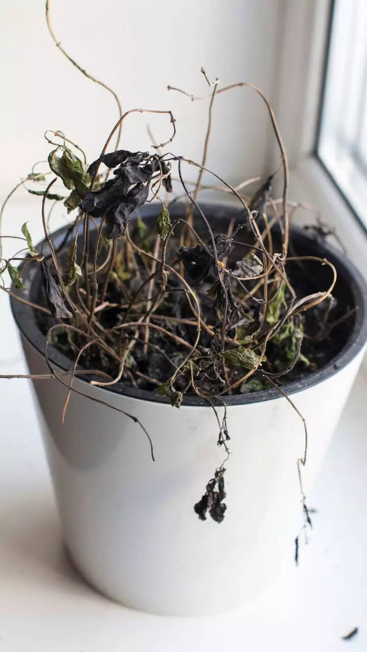 Plants That Can Grow Without Roots These 35 Low Light Plants Are